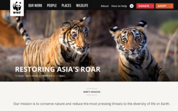 10 Popular Types of Websites For Every Need | Looka